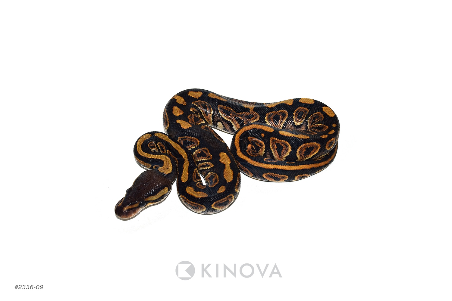 Black Pastel Het Clown Ball Python by KINOVA - MorphMarket