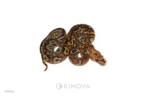 Fire Stranger Spotnose Clown (Probable Redstripe) Ball Python by KINOVA
