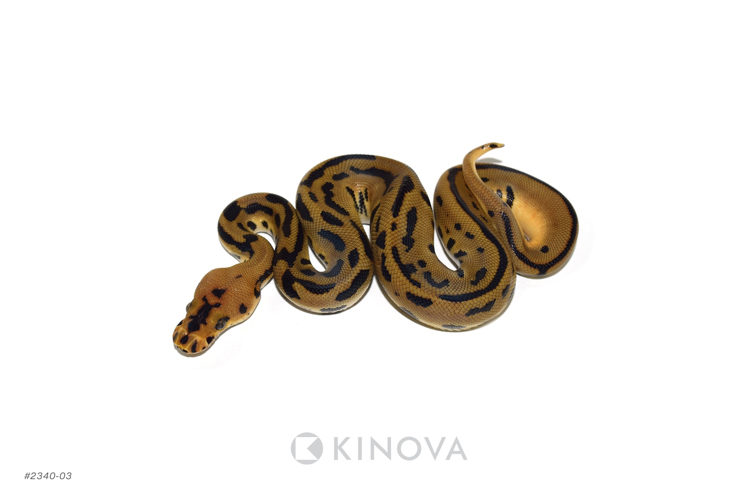 Batman Ball Python by KINOVA - MorphMarket