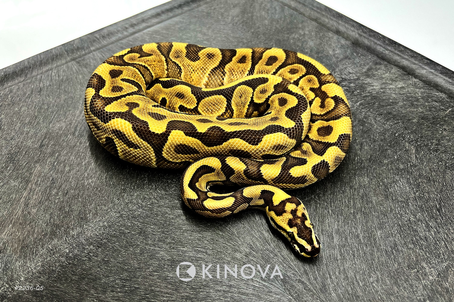 Enchi GHI Leopard Spotnose Het Clown Ball Python by KINOVA - MorphMarket