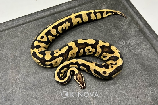 Fire Confusion 66% Het Puzzle Ball Python by KINOVA