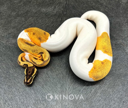 Enchi YB Clown Pied Ball Python by KINOVA - MorphMarket