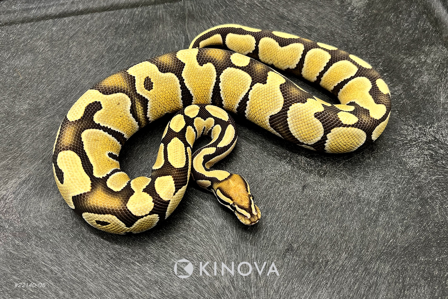 Trojan Desert Ghost Het Hypo Ball Python by KINOVA - MorphMarket