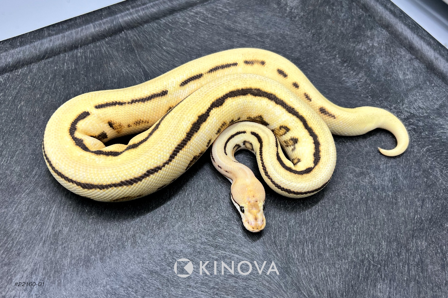 Fire Leopard DG G-Stripe Dbl Het Cryptic Clown (Crypton) Ball Python by ...