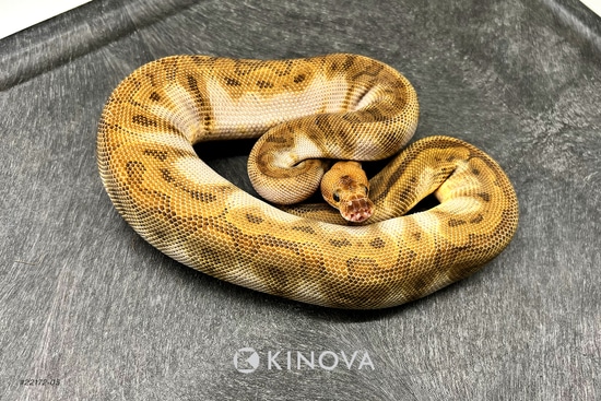 Wookie HGW Clown Ball Python by KINOVA