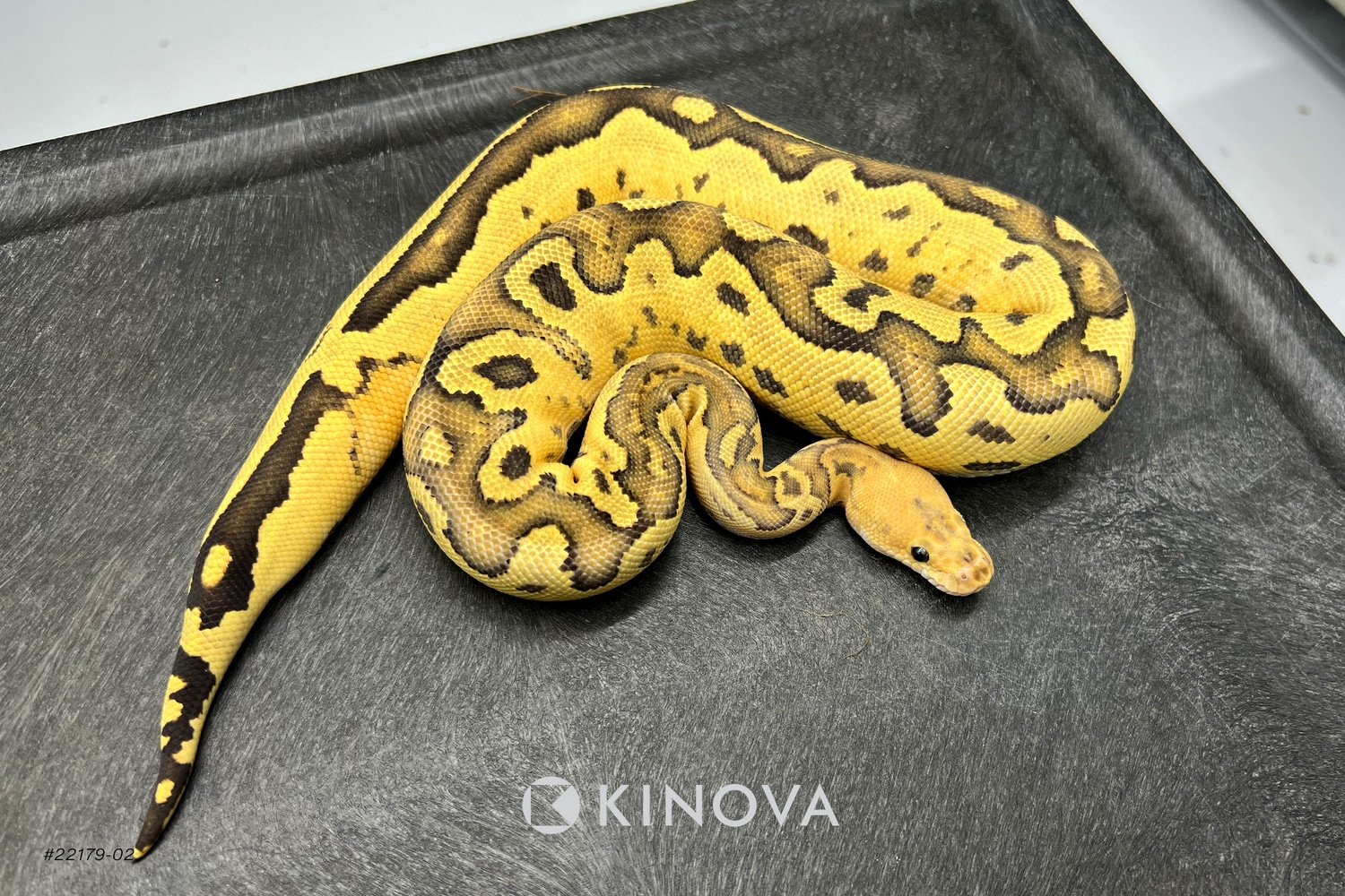 Fire Redhead Clown Ball Python by KINOVA - MorphMarket