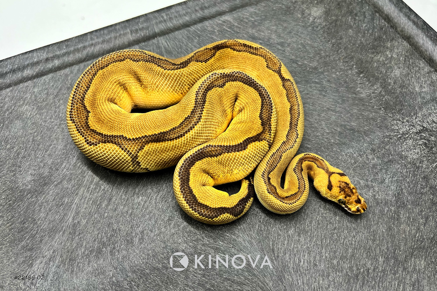 Enchi Redstripe Clown Het Desert Ghost Ball Python by KINOVA - MorphMarket