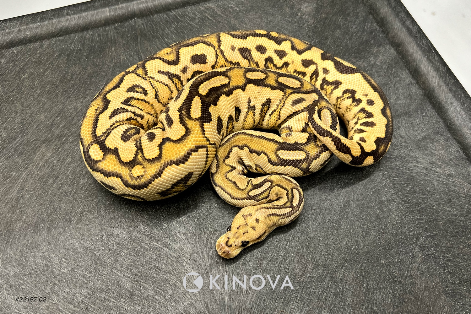 Black Pastel Fire Redstripe Spotnose Clown Ball Python by KINOVA ...