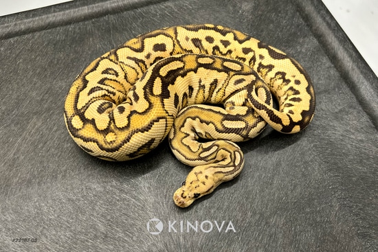 Black Pastel Fire Redstripe Spotnose Clown Ball Python by KINOVA