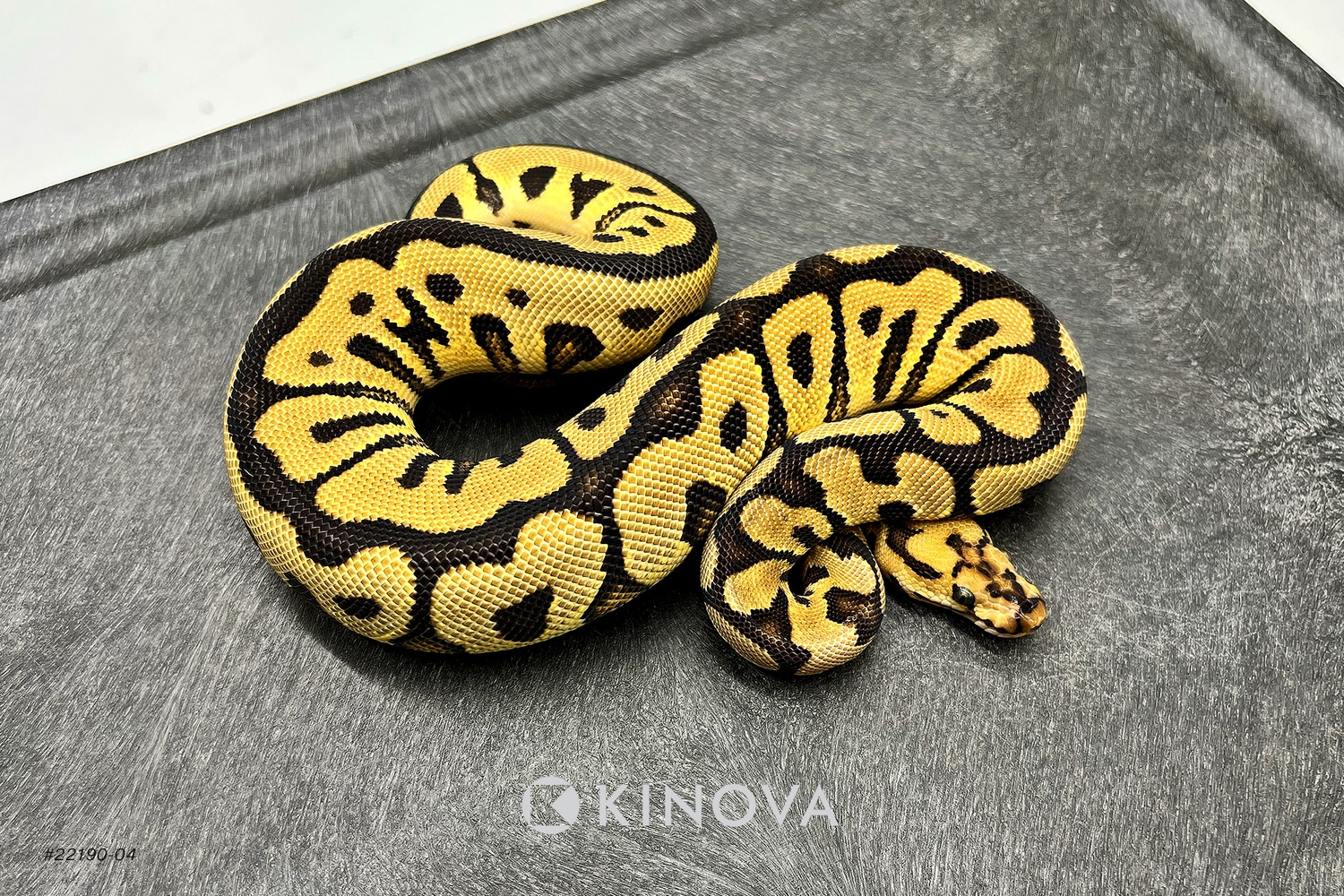 Spotnose Clown 66 Het G Stripe 50 Het Desert Ghost Ball Python By
