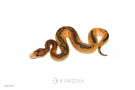 Enchi YB Blackhead Champagne Clown Het Pied Ball Python by KINOVA