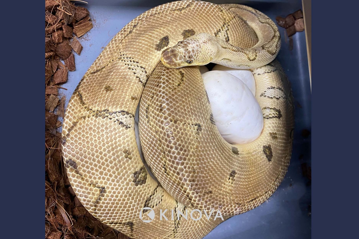 Pastel Gravel Clown Ball Python by KINOVA - MorphMarket