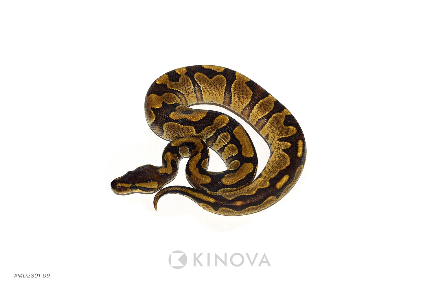 Enchi Mahogany Dbl Het Lavender Pied Ball Python by KINOVA - MorphMarket