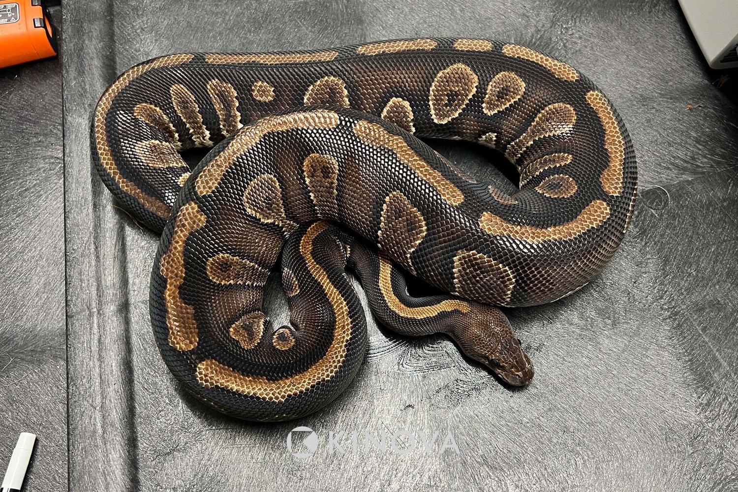 Mahogany Ball Python by KINOVA - MorphMarket
