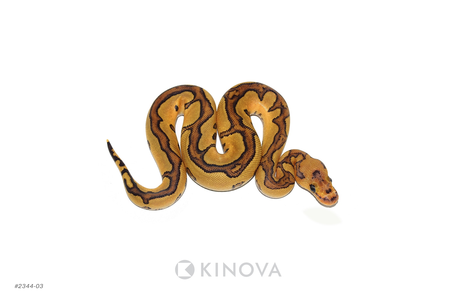 Fire Redstripe Clown Dbl Het Hypo Desert Ghost 50% Het G-Stripe Ball Python by KINOVA - MorphMarket
