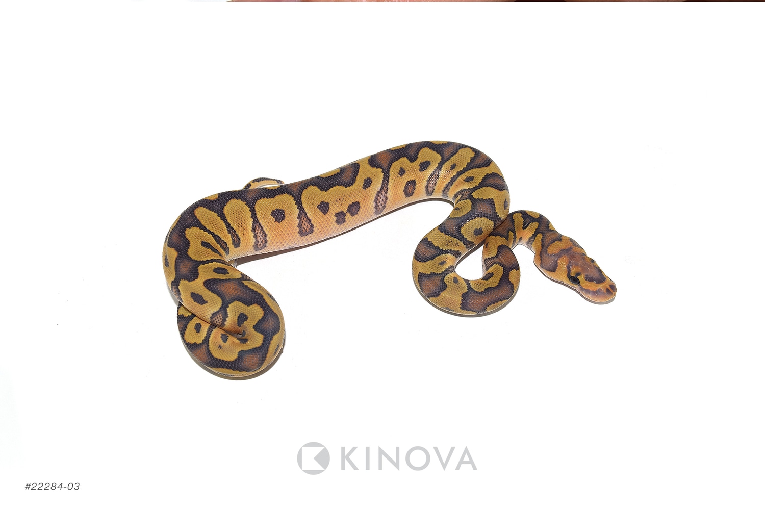 Hypo Clown Het Pied 50% Het Desert Ghost Ball Python by KINOVA ...