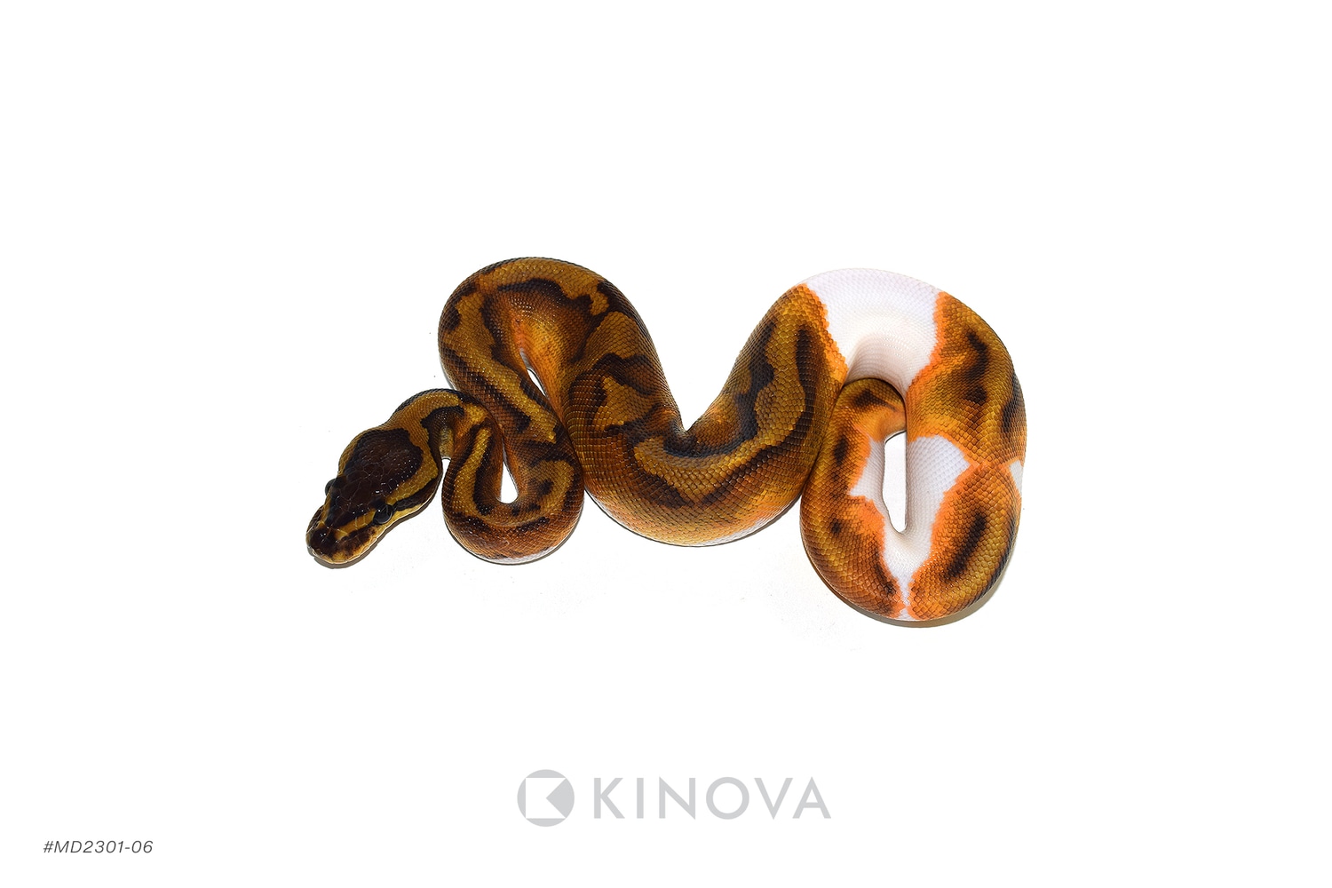 Enchi Mahogany Pied Het Lavender Ball Python by KINOVA - MorphMarket