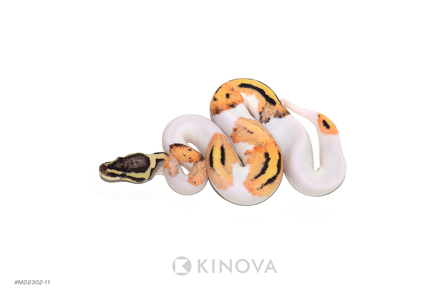 Firefly Pied Ball Python by KINOVA - MorphMarket