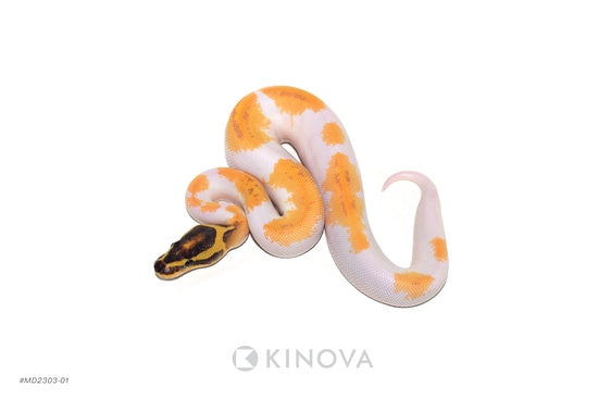 Fire Freeway Pied Ball Python by KINOVA