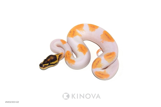 Fire Freeway Pied Ball Python by KINOVA