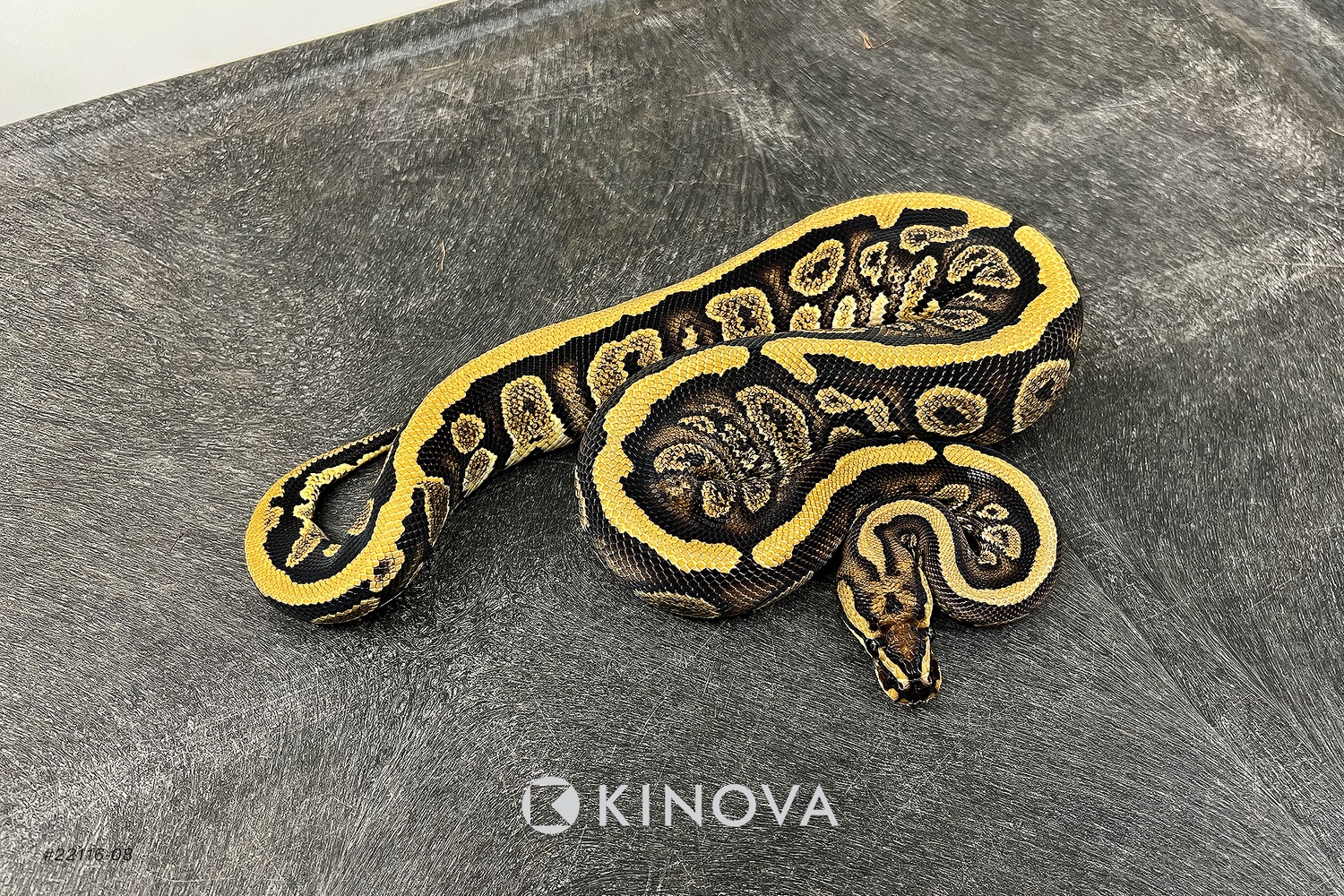 Spotnose Stranger Het Clown 50% Het Monsoon Ball Python by KINOVA ...