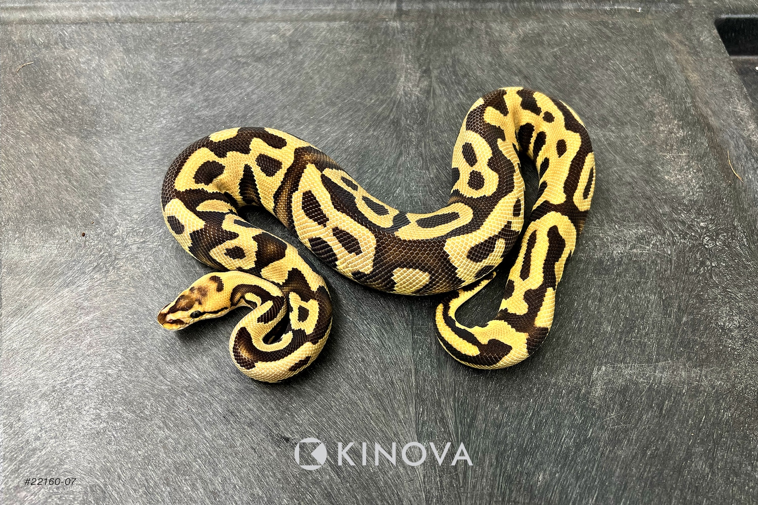 Fire Leopard Crypton Quad Het Desert Ghost G-Stripe Cryptic Clown Ball ...