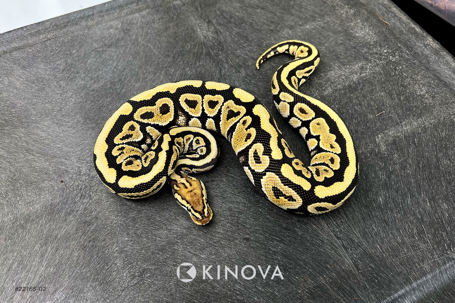 Redhead Spotnose Het Clown Ball Python by KINOVA - MorphMarket