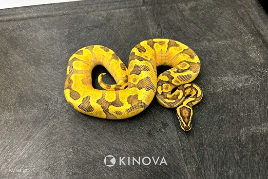 Enchi YB Hurricane Vanilla Het Pied 50% Het MJ Axanthic Ball Python by ...