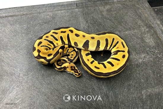 Enchi Leopard Spotnose Het Clown Ball Python by KINOVA