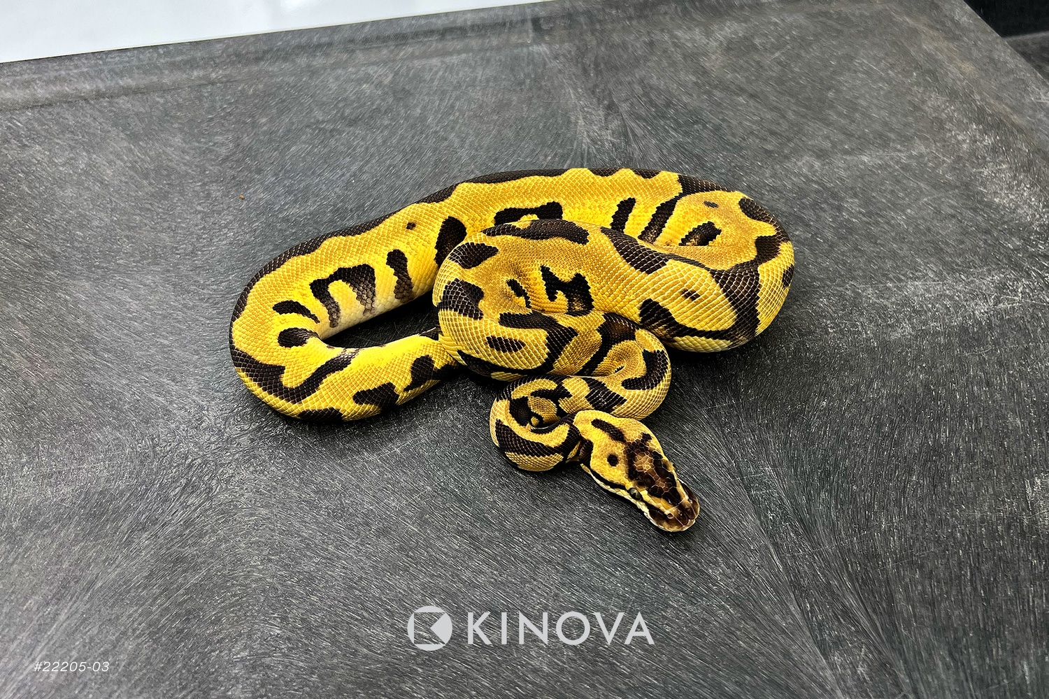 Pastel Enchi Leopard Dbl Het Desert Ghost Clown 66% Het Hypo Ball ...