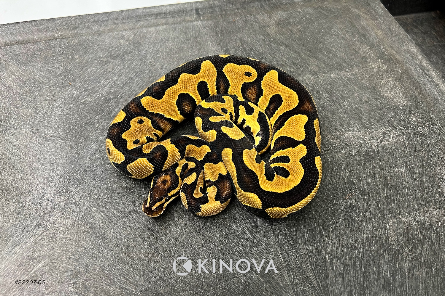 Enchi Leopard YB Dbl Het Desert Ghost Clown 50% Het Hypo Ball Python by ...