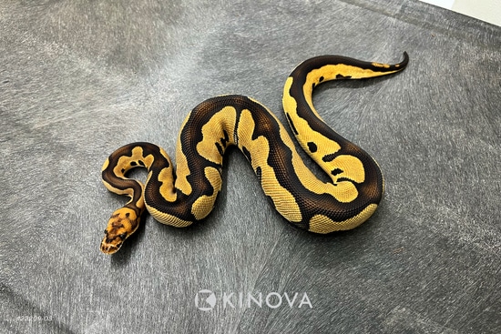 Leopard Clown 66% Het Puzzle Ball Python by KINOVA