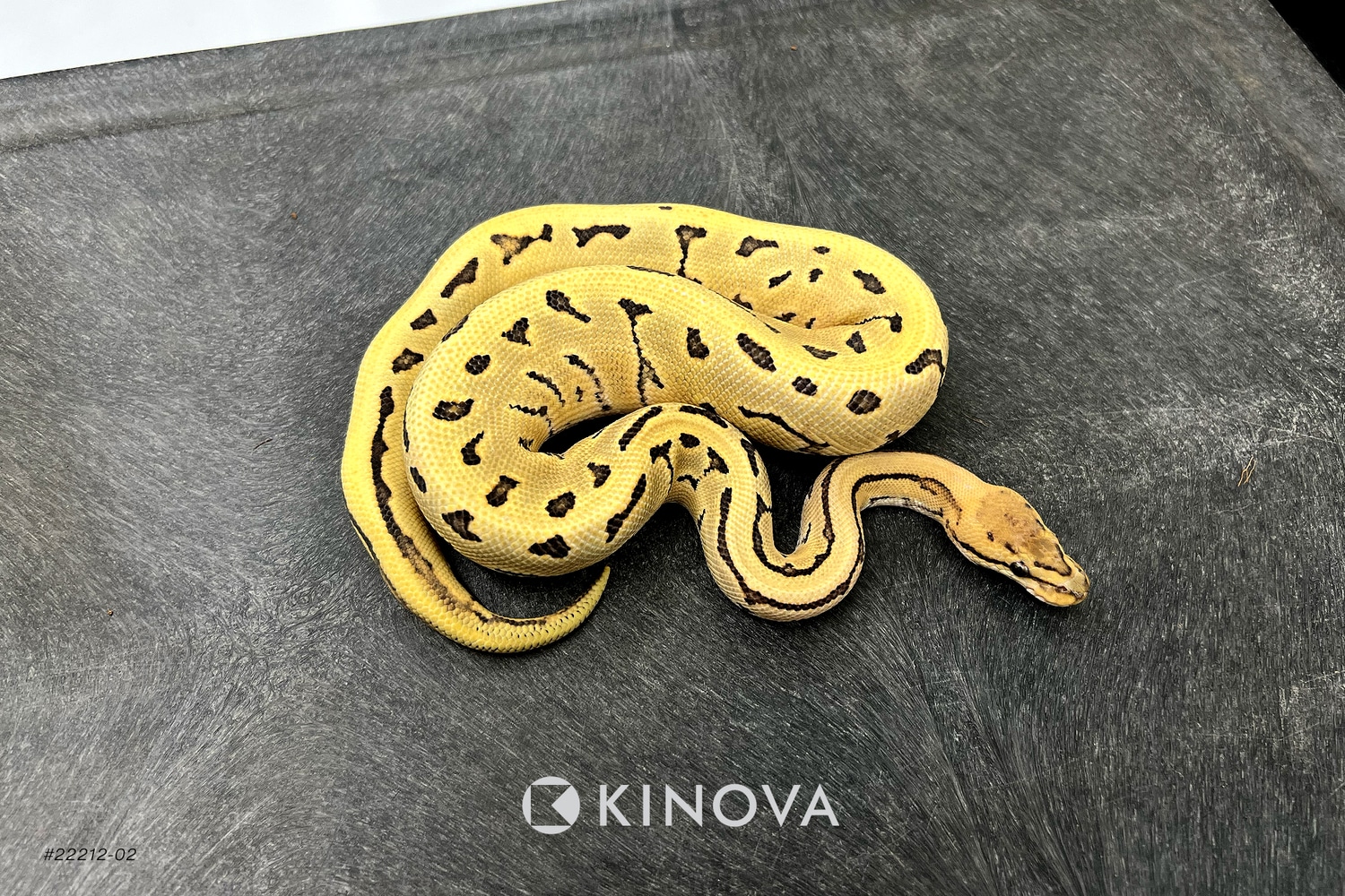 Leopard Pinstripe Desert Ghost Triple Het Hypo Clown Pied Ball Python by KINOVA - MorphMarket
