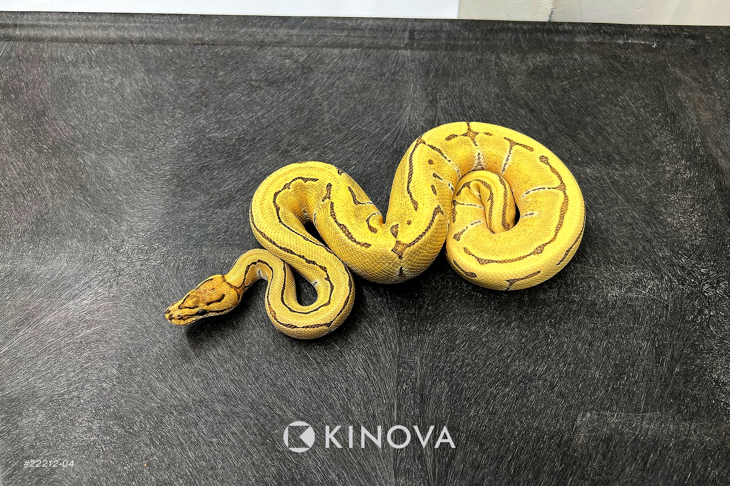 Enchi Pinstripe DG Dbl Het Hypo Clown Ball Python by KINOVA - MorphMarket