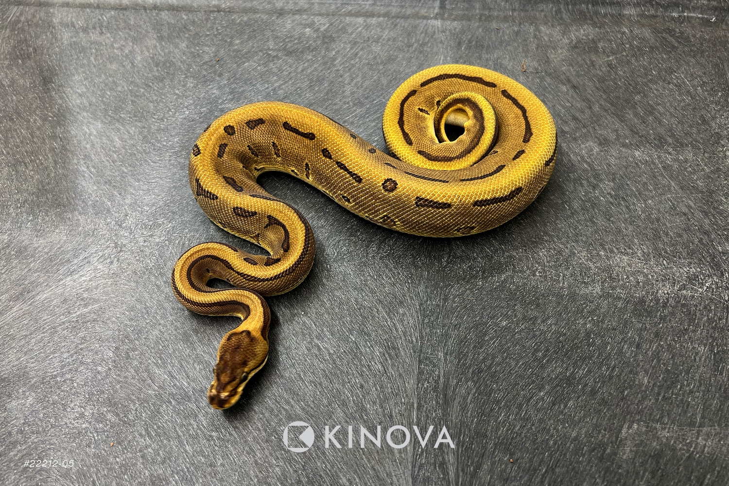 Enchi Leopard Pinstripe Quad Het Hypo DG Clown Pied Ball Python by KINOVA - MorphMarket