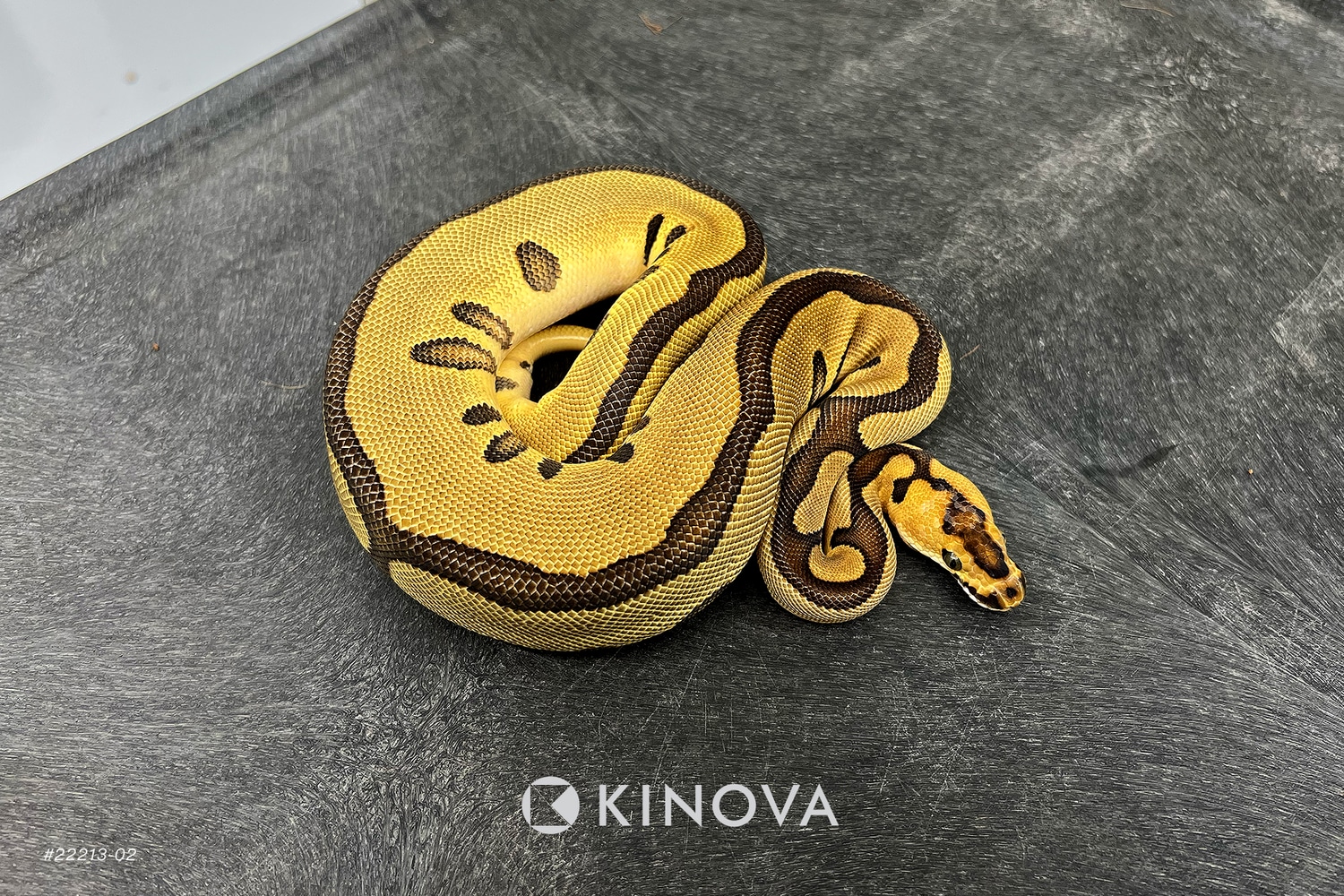 Enchi Leopard Clown 66% Het G-Stripe 50% Het Desert Ghost Ball Python ...