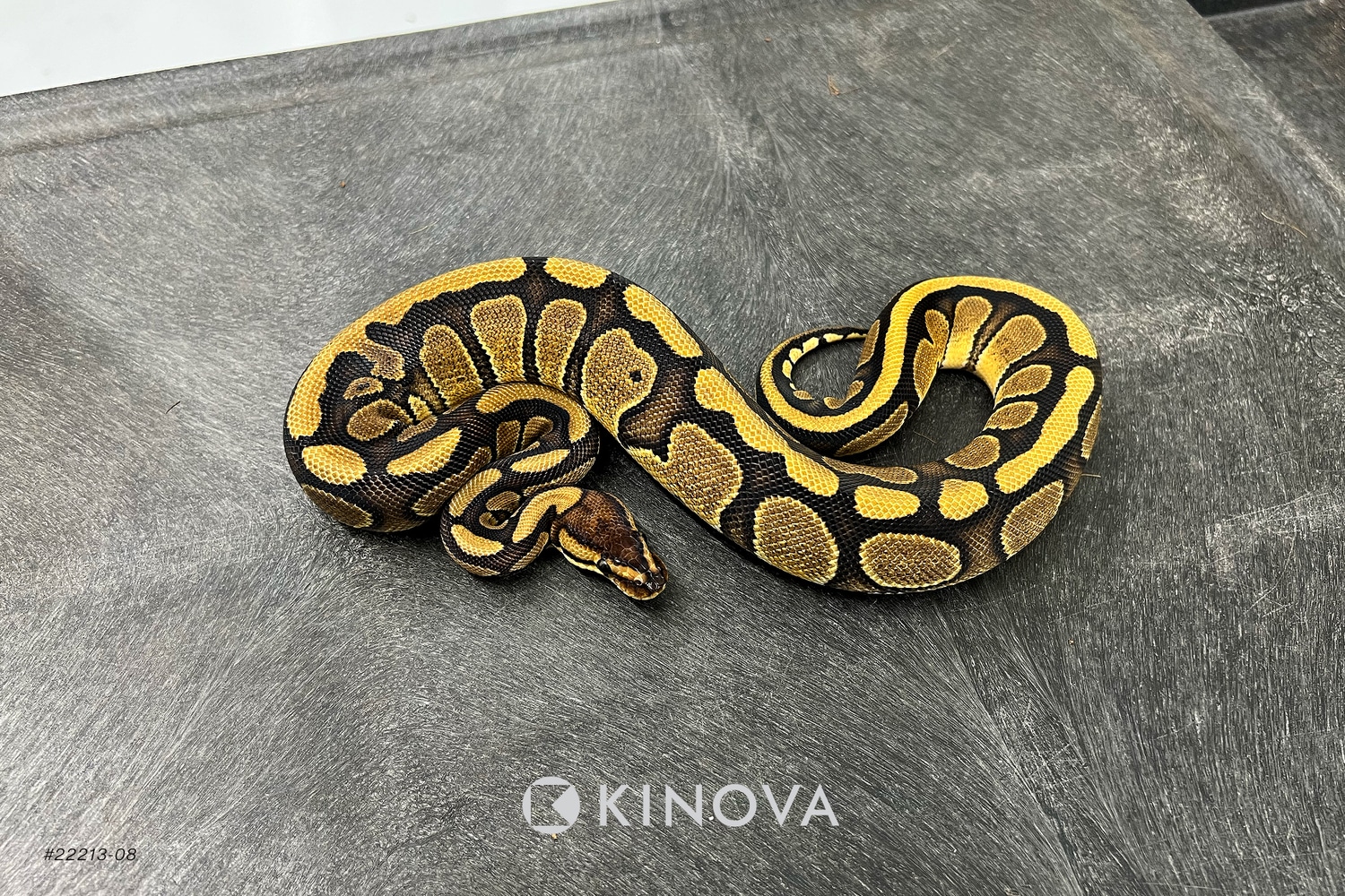 Redstripe Het Clown 66% Het G-Stripe 50% Het Desert Ghost Ball Python by KINOVA - MorphMarket