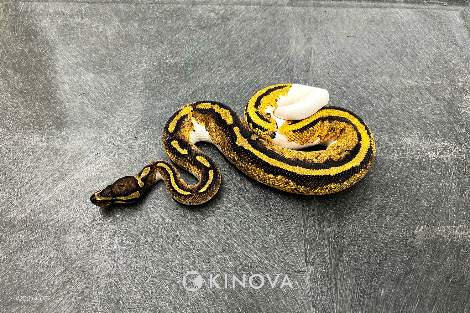 YB Pied Het Lavender Ball Python by KINOVA - MorphMarket