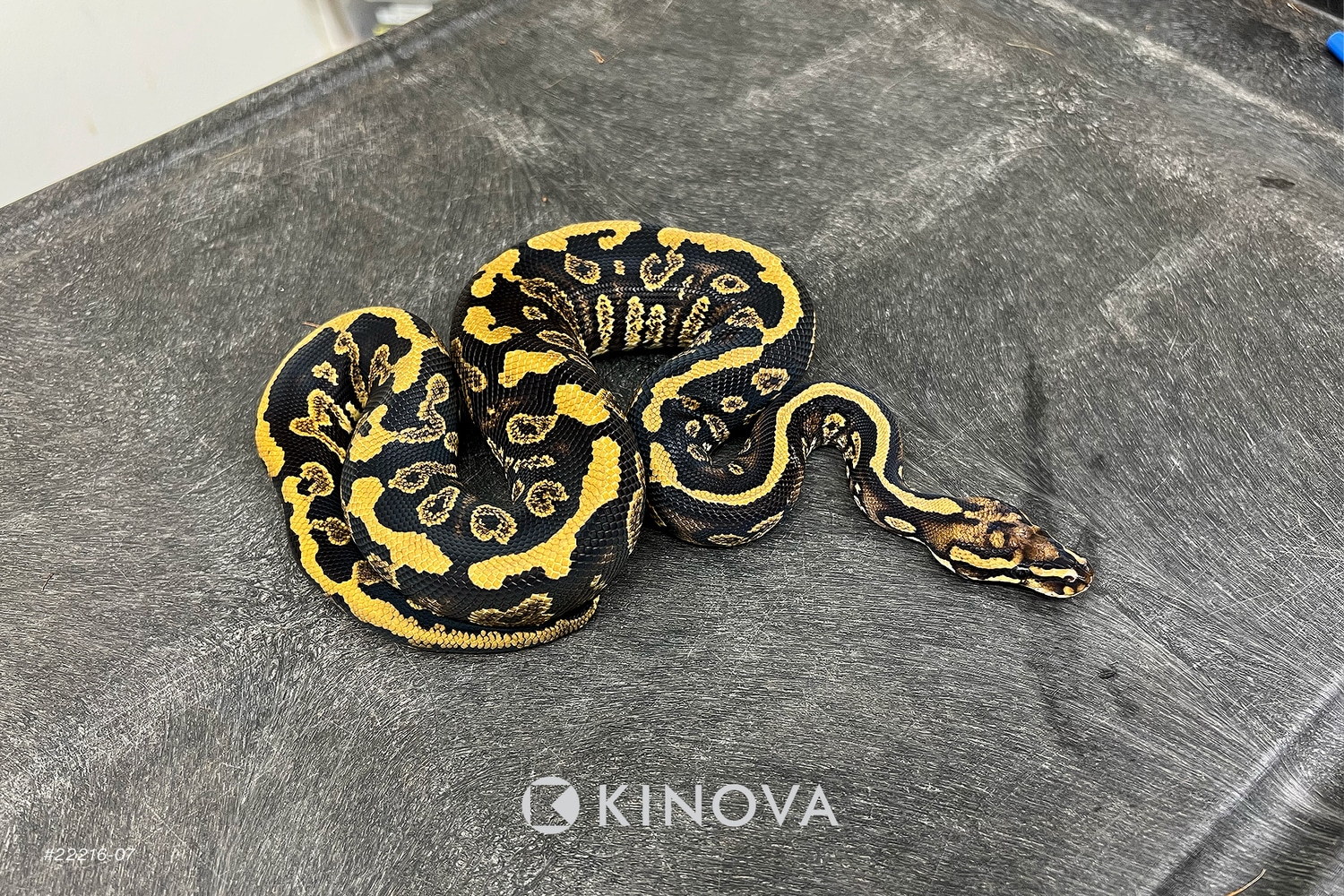 Spotnose YB Stranger Het Clown 50% Het Monsoon Ball Python by KINOVA ...
