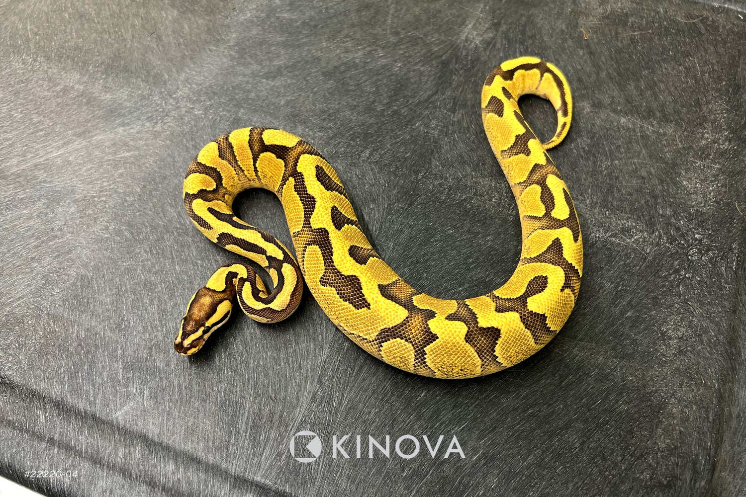 Enchi YB Fire Het Clown 66% Het DG Ball Python by KINOVA - MorphMarket