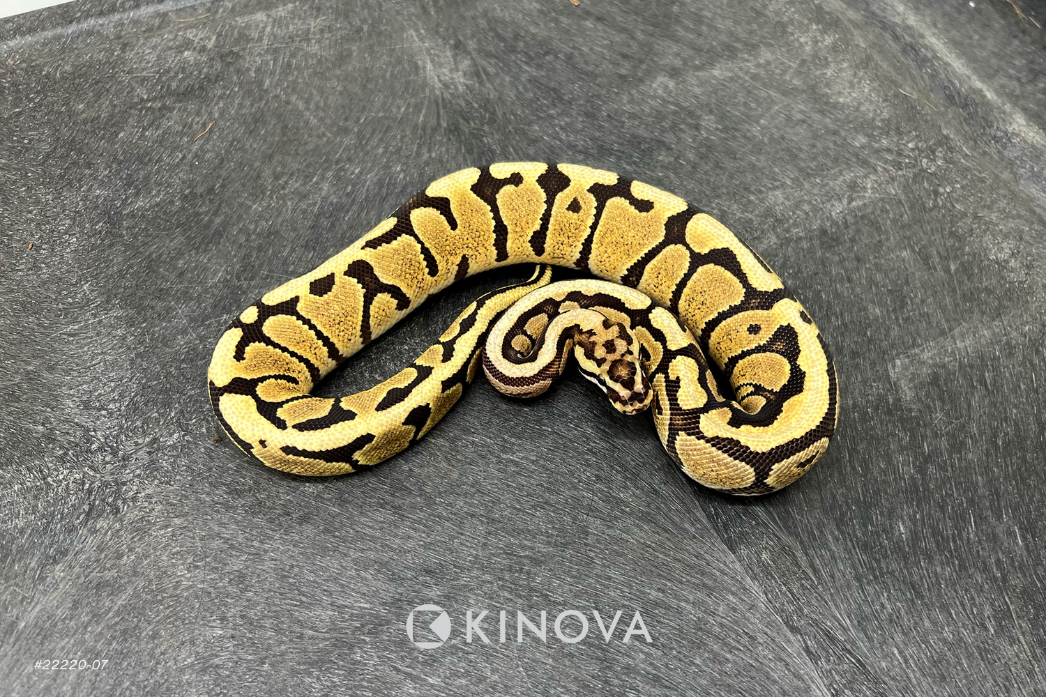 Fire Spotnose Het Clown 66% Het Desert Ghost Ball Python by KINOVA - MorphMarket