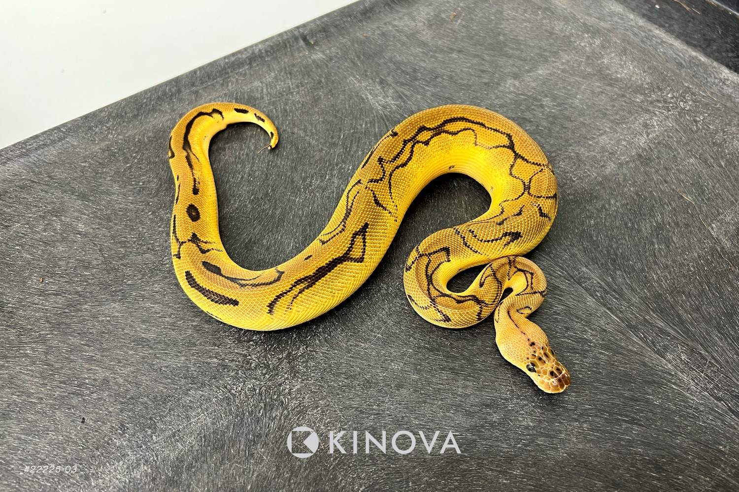 Pastel G-Stripe Clown Het Desert Ghost (Poss Leopard) Ball Python by ...