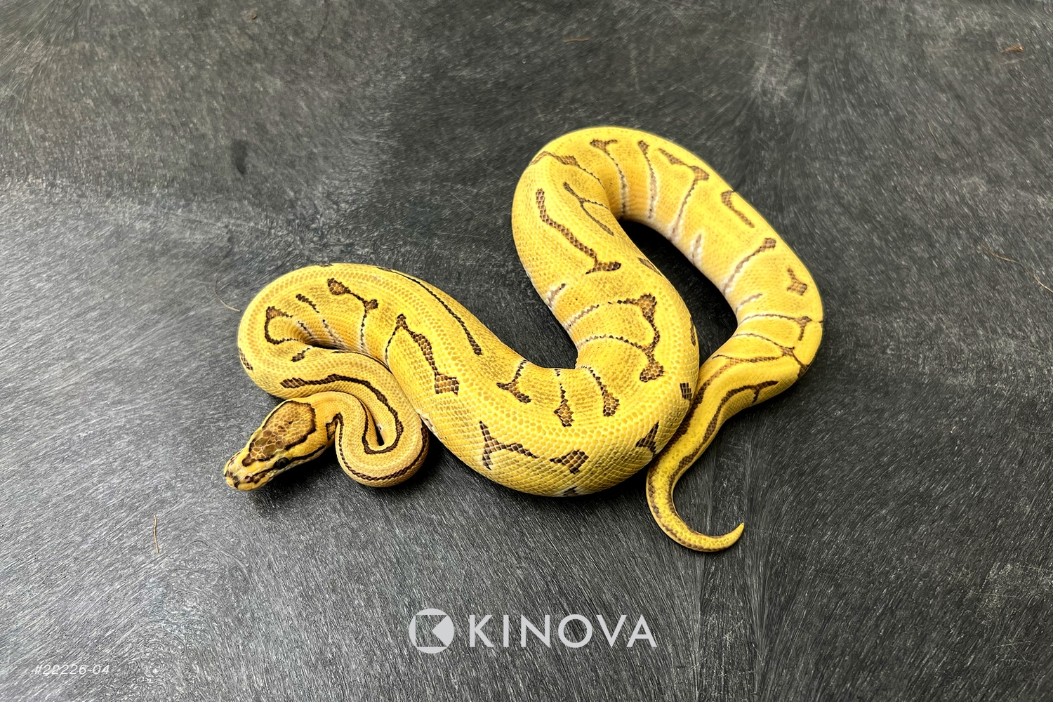 Enchi Redstripe Pinstripe Desert Ghost Het Clown 50% Het Pied Ball ...