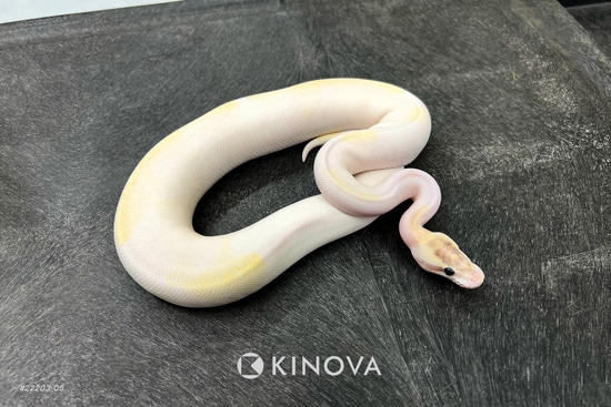 Mahogany Ivory Pied (Possible Enchi) Ball Python by KINOVA