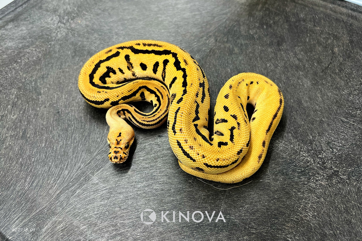 Redhead Batman Ball Python by KINOVA - MorphMarket