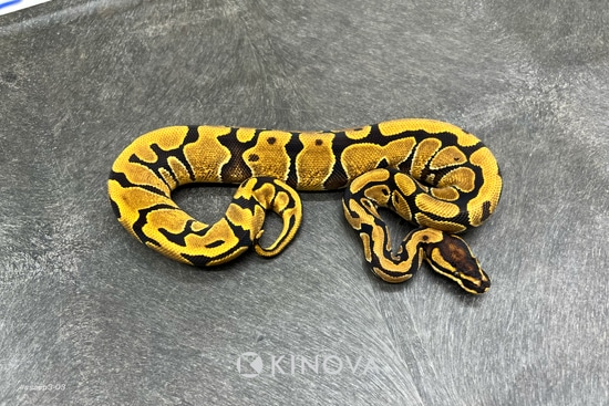 Enchi NR Mandarin Het Hypo *REAL* Ball Python by KINOVA