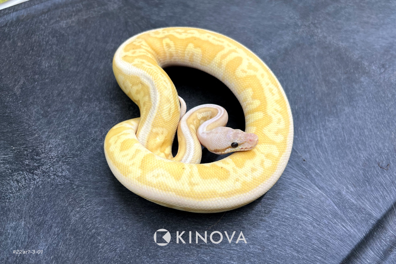 Pastel Leopard Spotnose Coral Glow Stranger Het Clown 50% Het Sentinel Ball Python by KINOVA ...