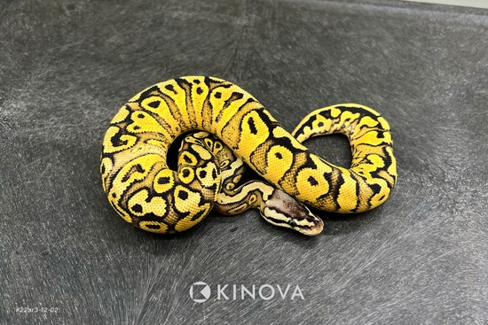Pastel Redstripe YB Het Clown Ball Python by KINOVA