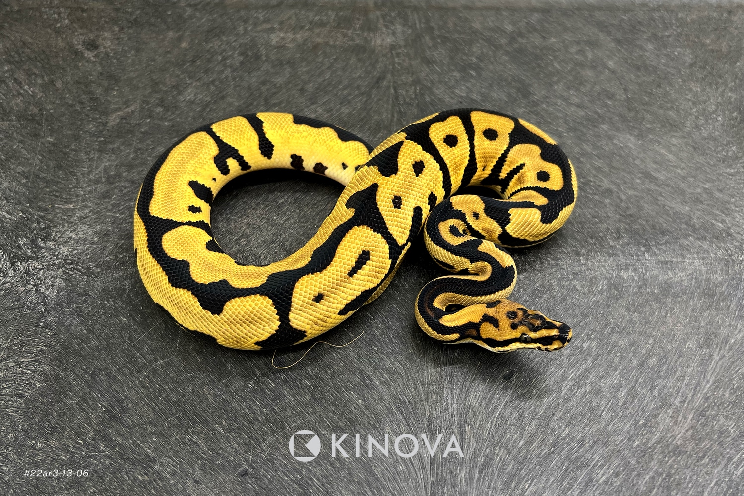 OD Leopard Spotnose Het Clown Ball Python by KINOVA - MorphMarket