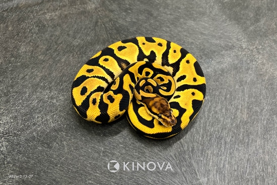 OD Fire Cypress Leopard Het Clown Ball Python by KINOVA